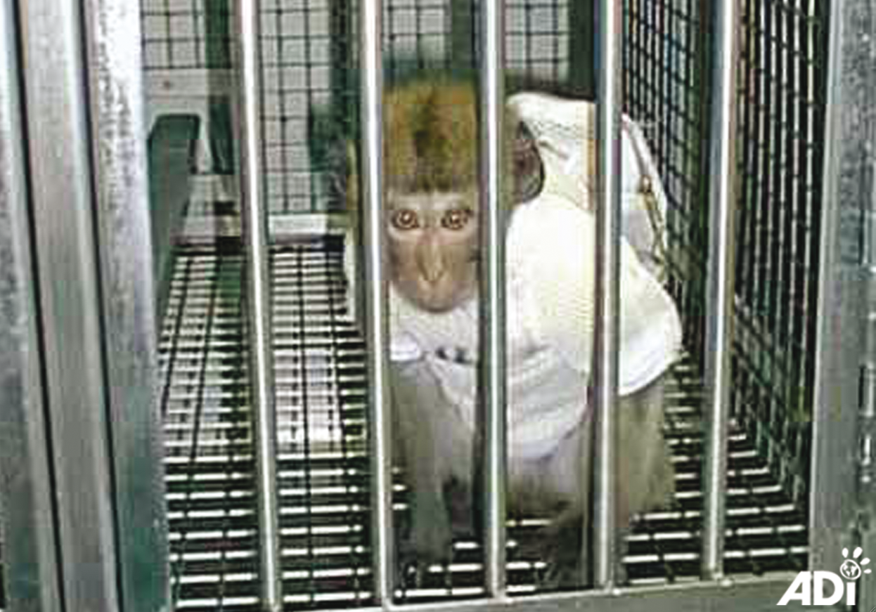 Toxicology | World Day For Laboratory Animals