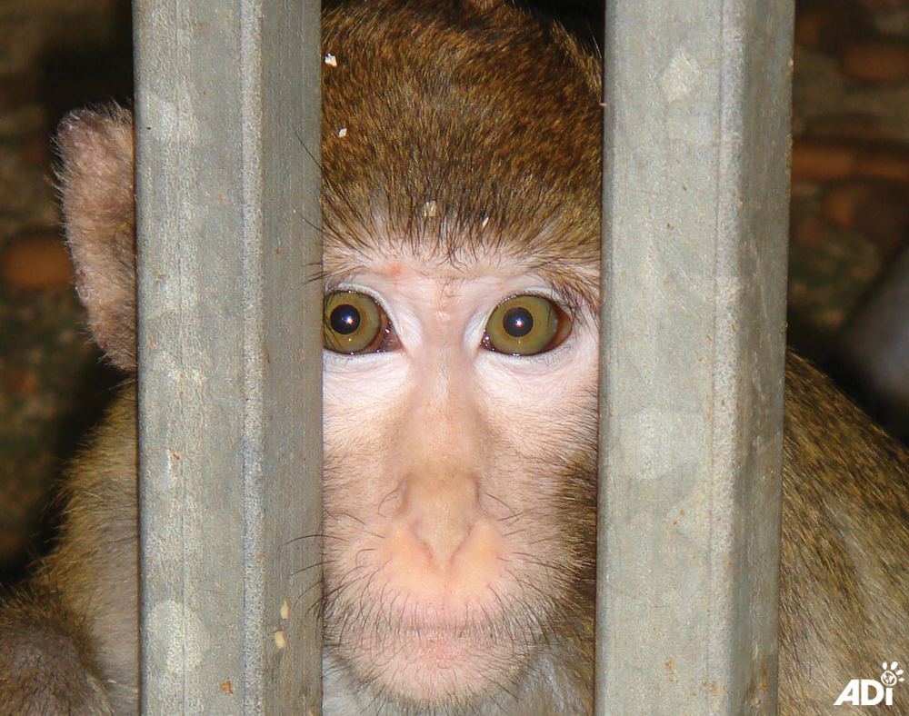 Toxicology | World Day For Laboratory Animals